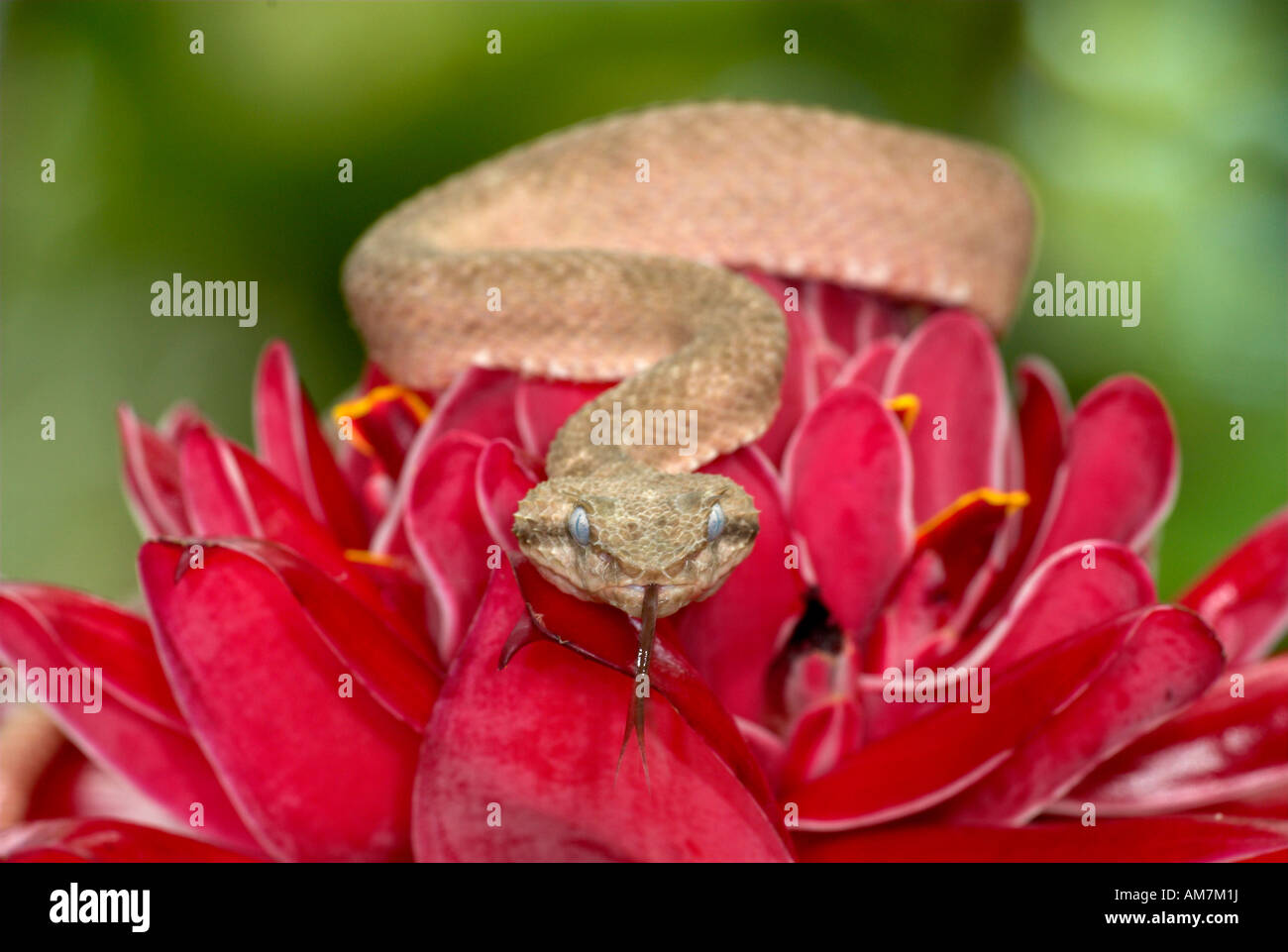 Eyelash Viper Snake Bothriechis schlegelii Costa Rica Stock Photo - Alamy