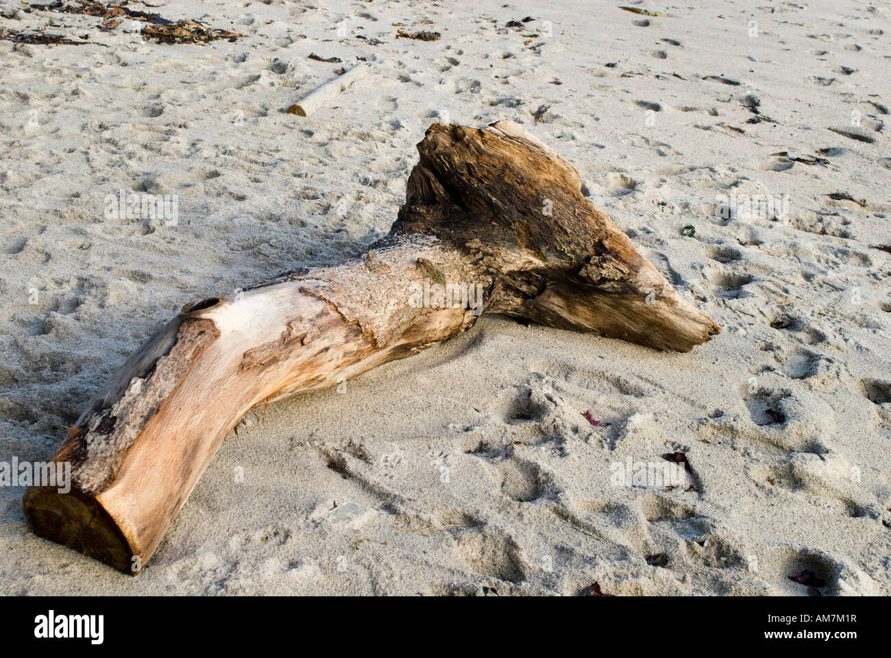 Driftwood on a beach Stock Photo - Alamy