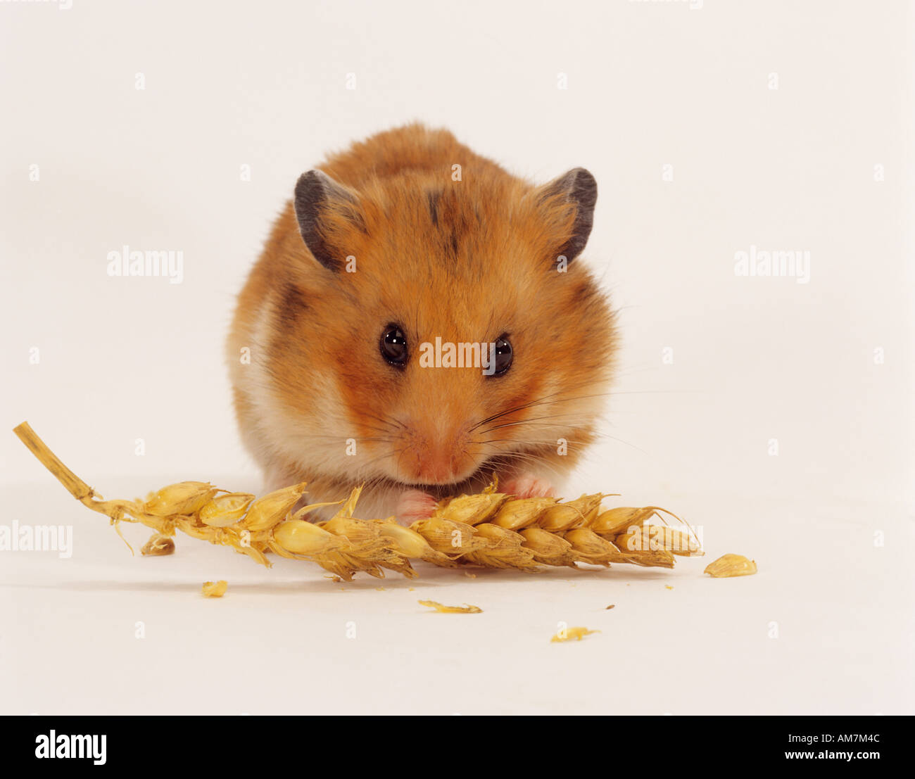 Ear inside out hi-res stock photography and images - Alamy