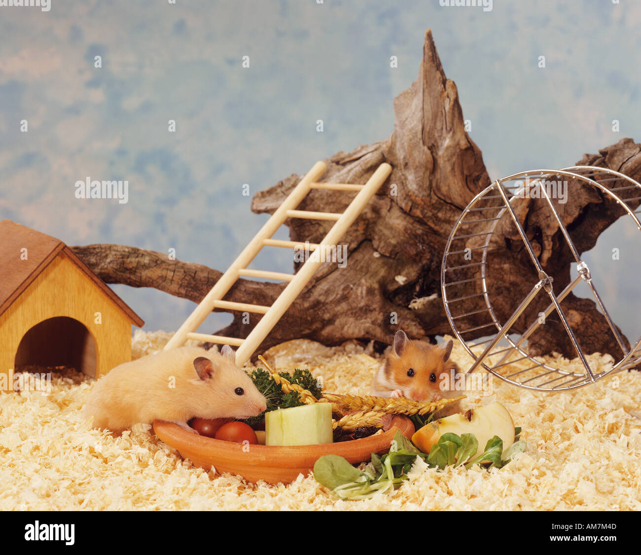 Hamster eat apple hi-res stock photography and images - Alamy
