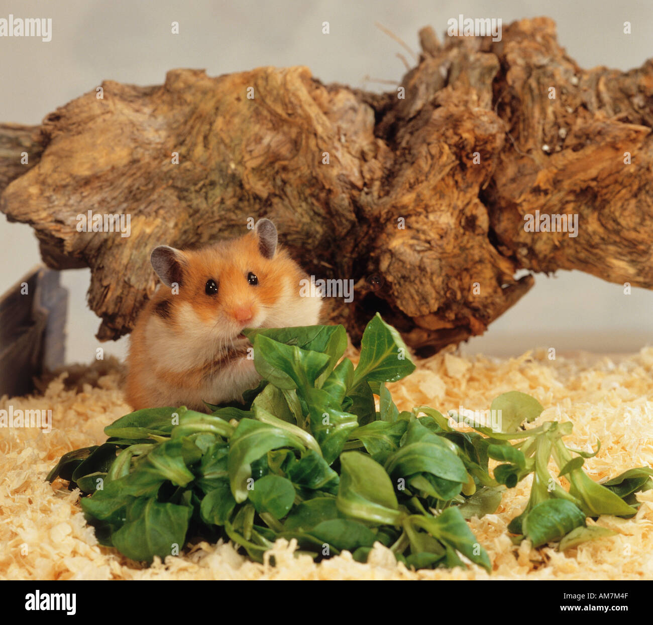 Field hamsters hi-res stock photography and images - Alamy