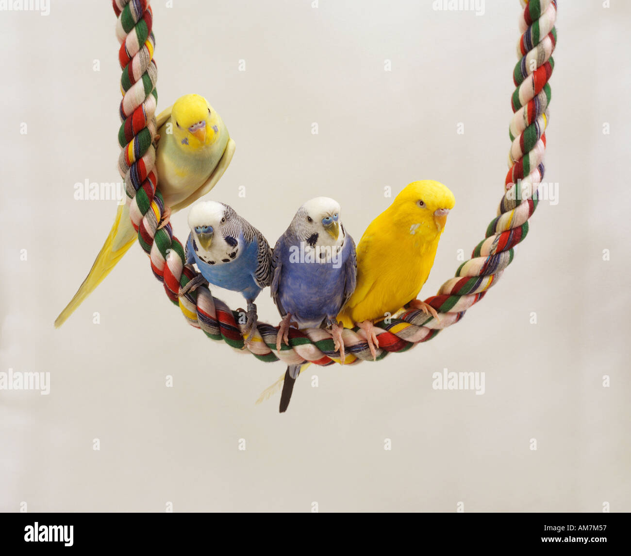 Four budgies melopsittacus undulatus hi-res stock photography and ...