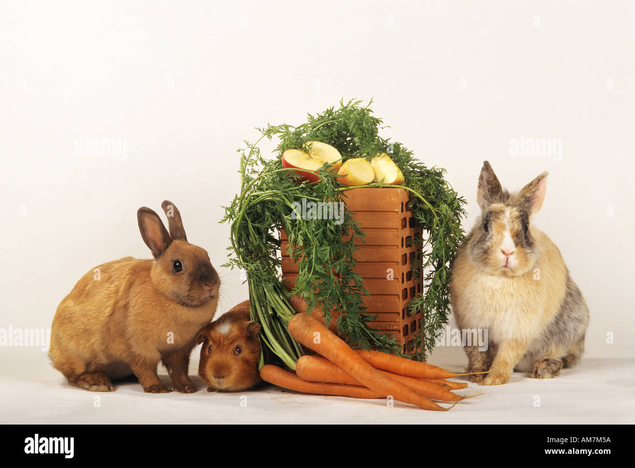 two dwarf rabbits and a guinea pig Stock Photo - Alamy