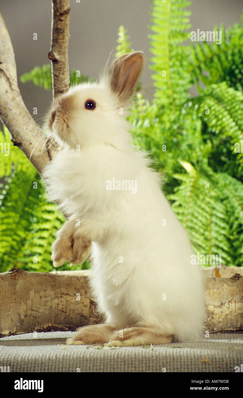 rabbit - standing Stock Photo - Alamy
