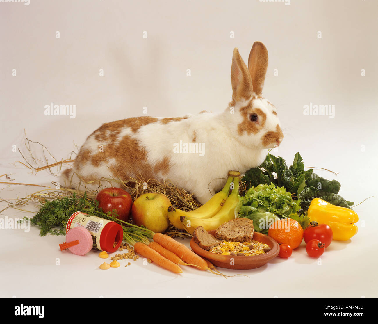 dwarf rabbit between food Stock Photo - Alamy