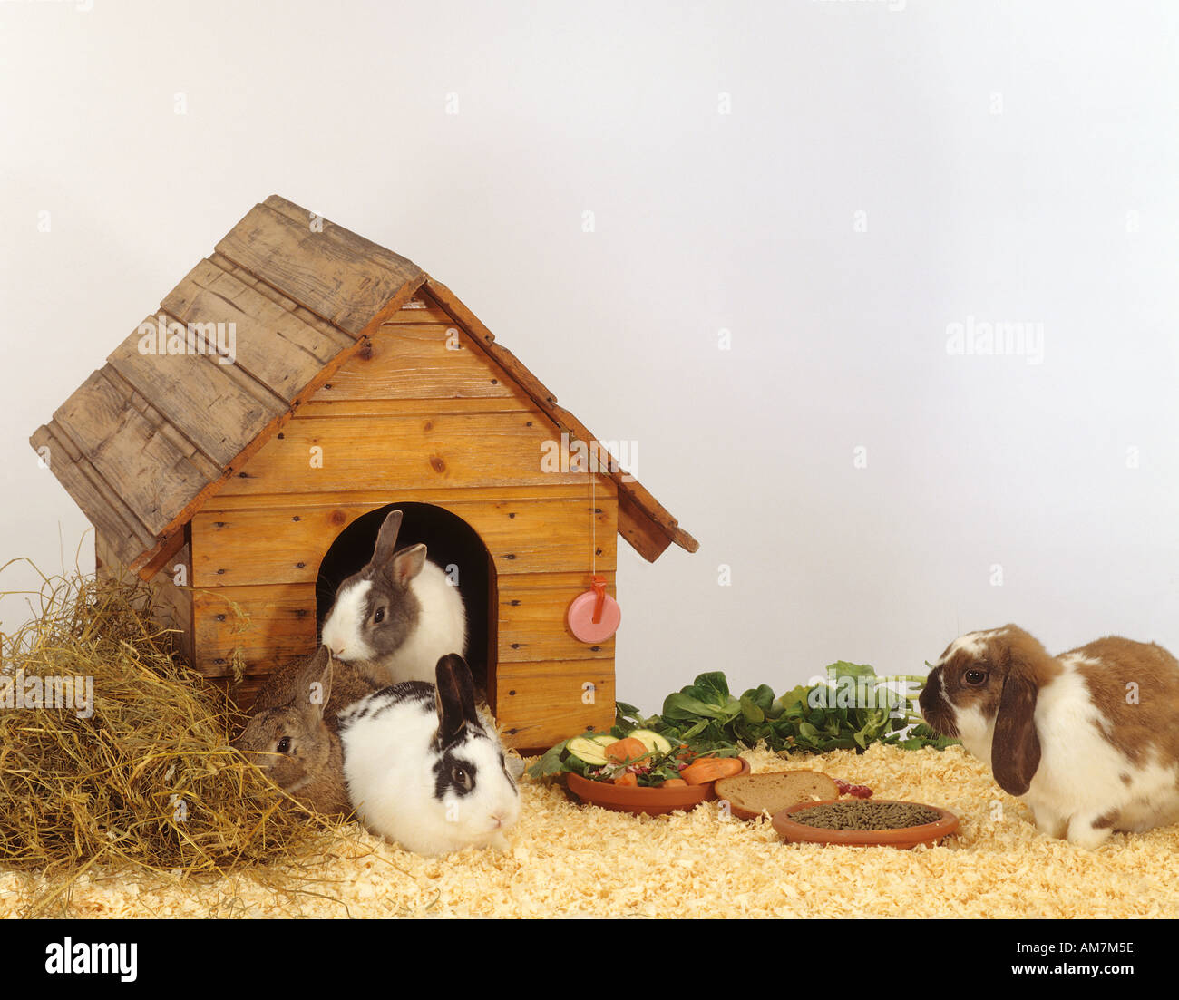 Pygmy rabbit. Four animals in a run with a hutch, bedding and different ...
