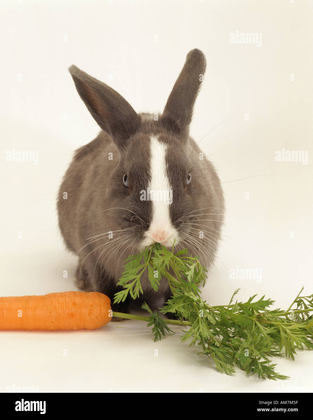 dwarf rabbit - munching carrot Stock Photo - Alamy
