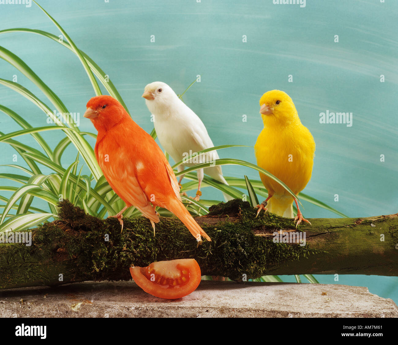 Domestic canary. Three birds of different colour on a log Stock Photo ...