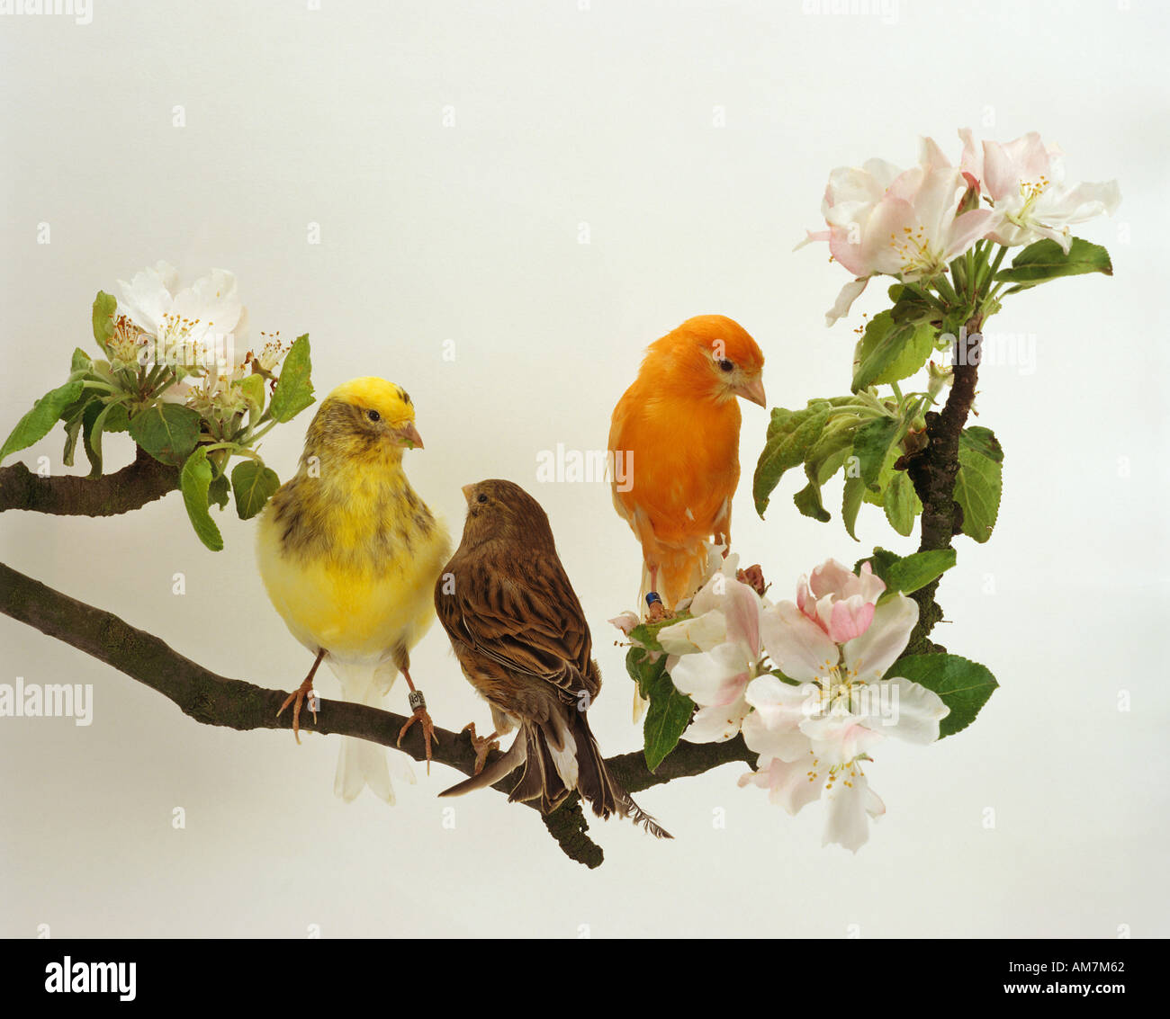 Three canaries branch hi-res stock photography and images - Alamy