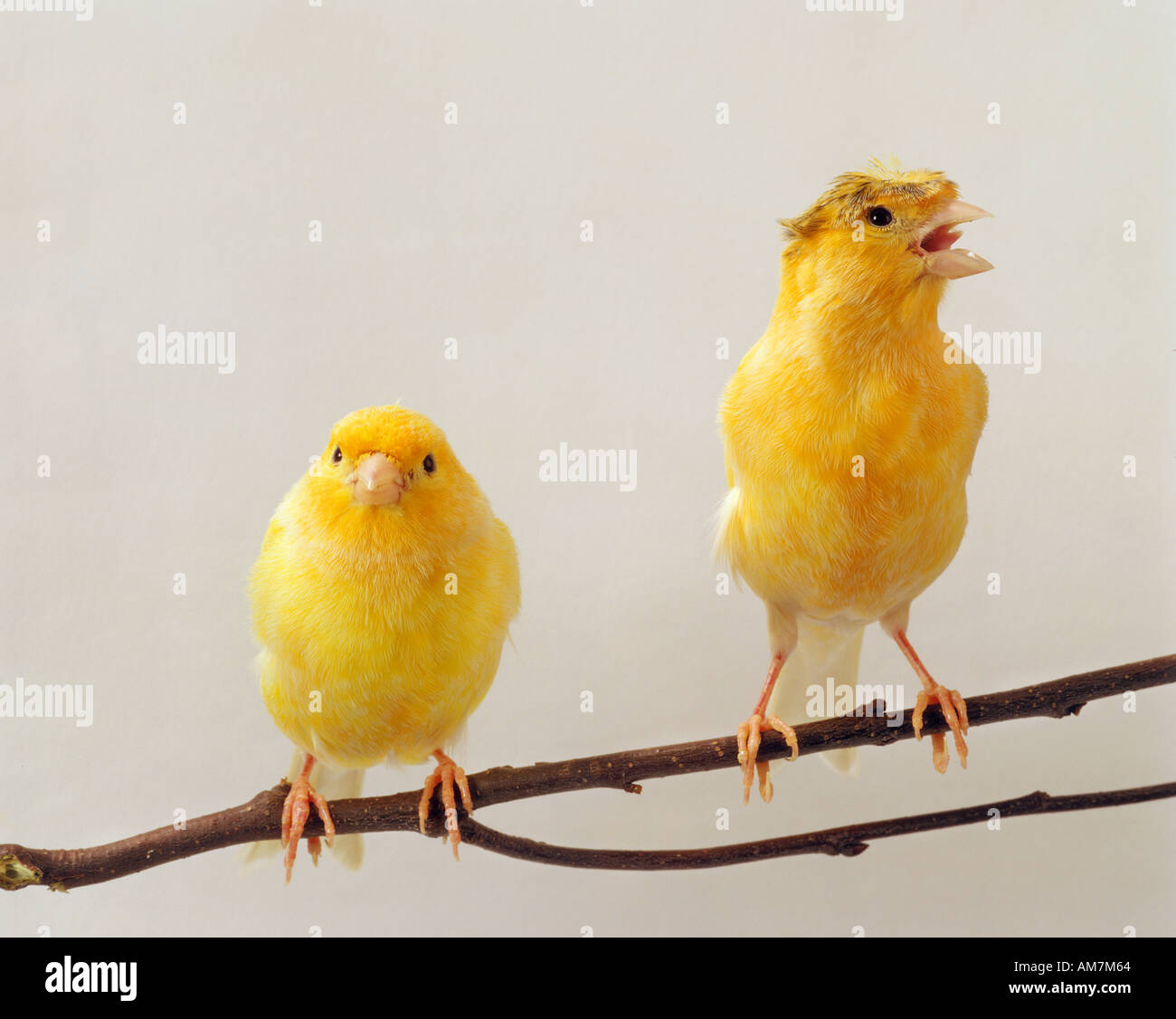 two canaries on twig / Serinus canaria Stock Photo - Alamy
