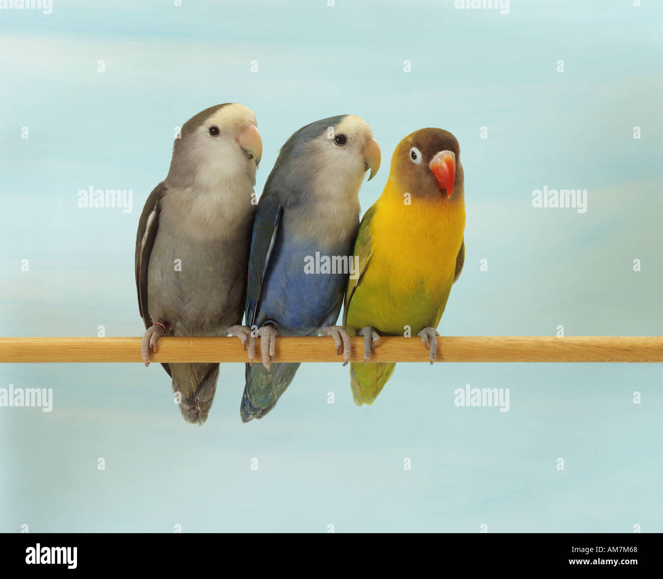 Agapornids hi-res stock photography and images - Alamy