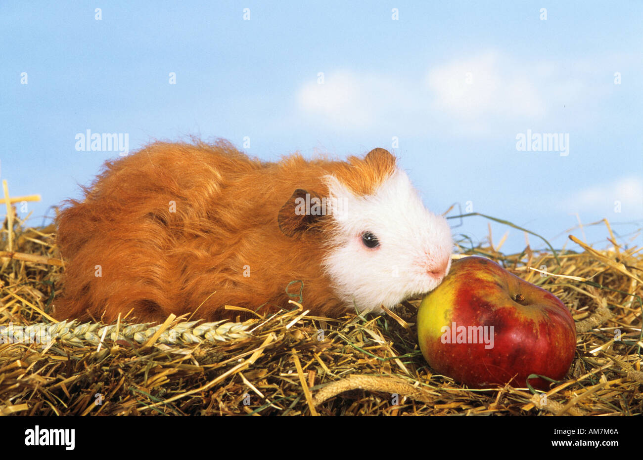 Guinea pigs in straw hi-res stock photography and images - Alamy