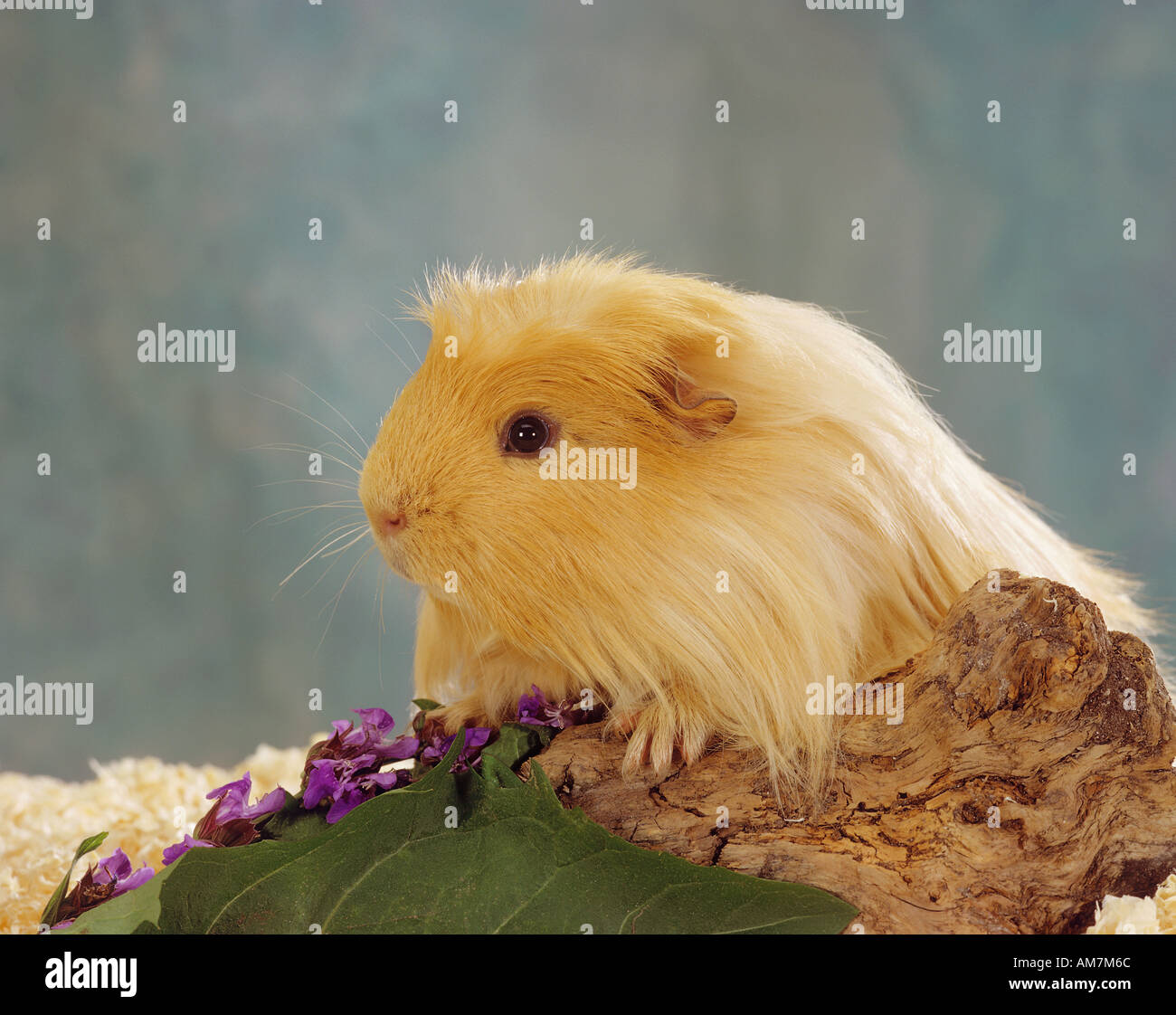 Sheltie guinea pig hi-res stock photography and images - Alamy