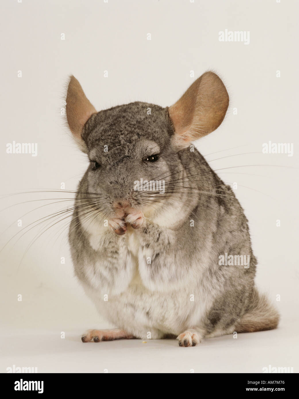 Chinchilla (Chinchilla chinchilla). Adult eating a nut, isolated on ...