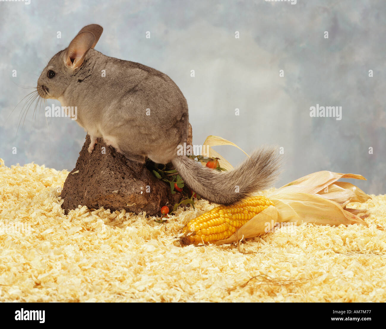Chinchilla - sitting Stock Photo - Alamy