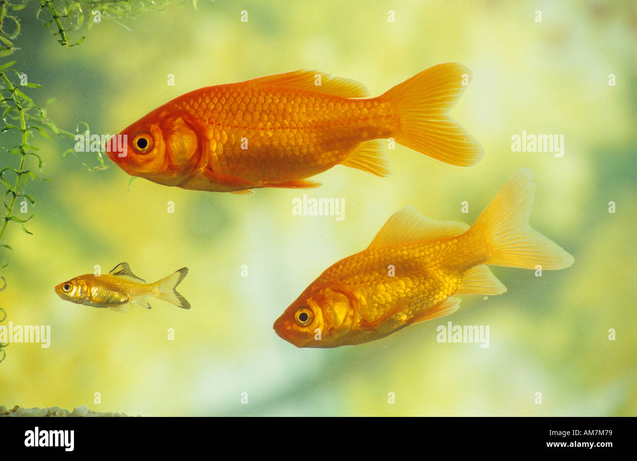 three goldfishes / Carassius auratus Stock Photo - Alamy