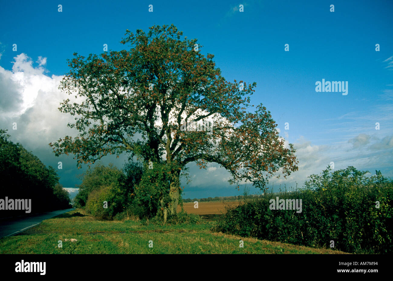 Lone oak tree in countryside by a road with cumulus clouds in late ...