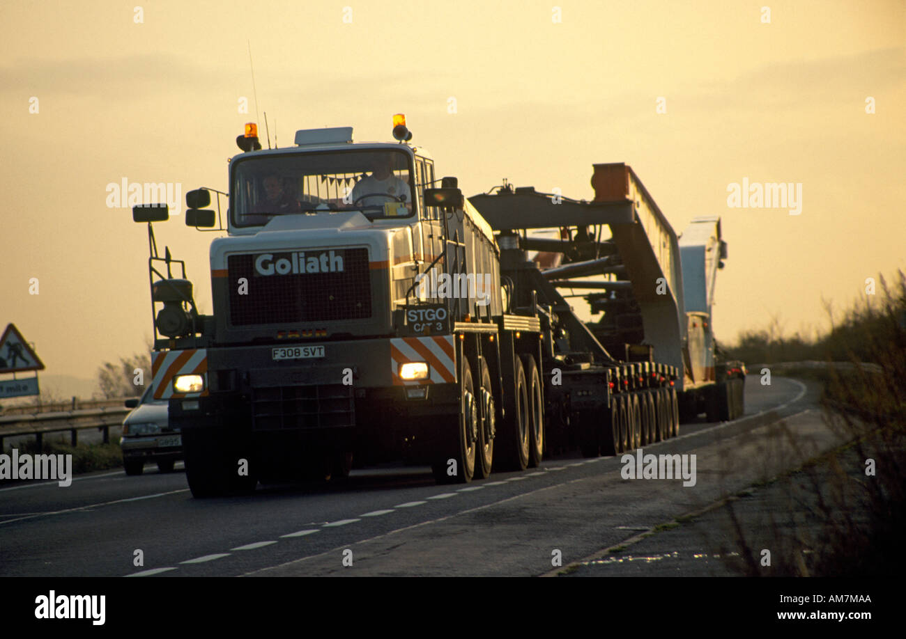 Goliath The Giant Cat