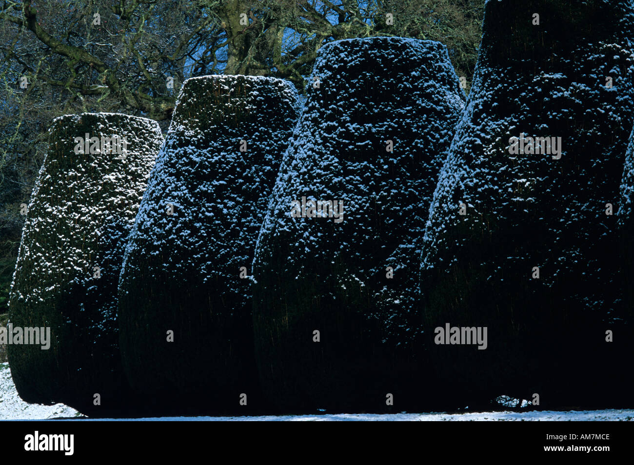 Yew columns hi-res stock photography and images - Alamy