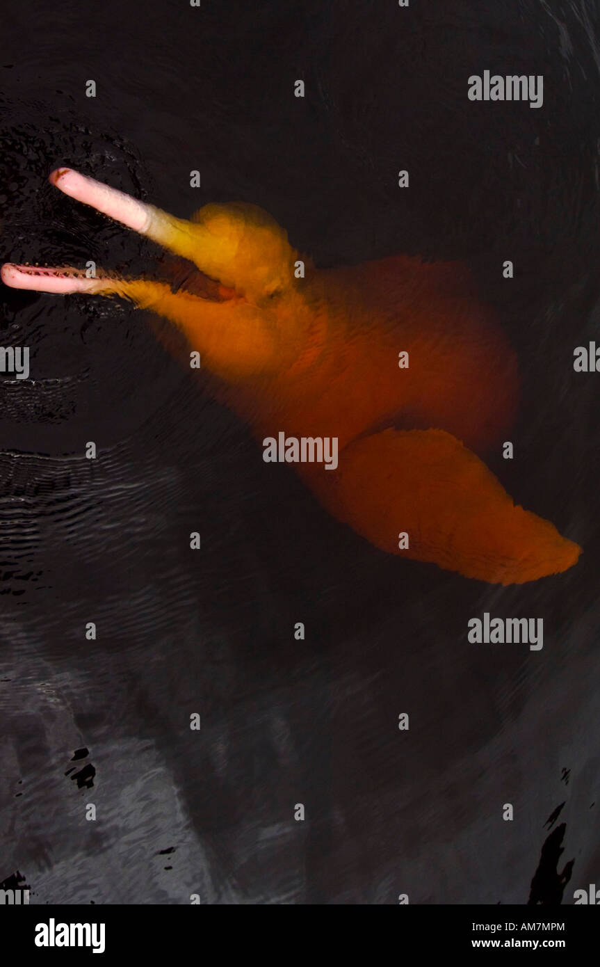 Amazonian pink dolphin Inia geoffrensis in the Amazon is know as boto ...