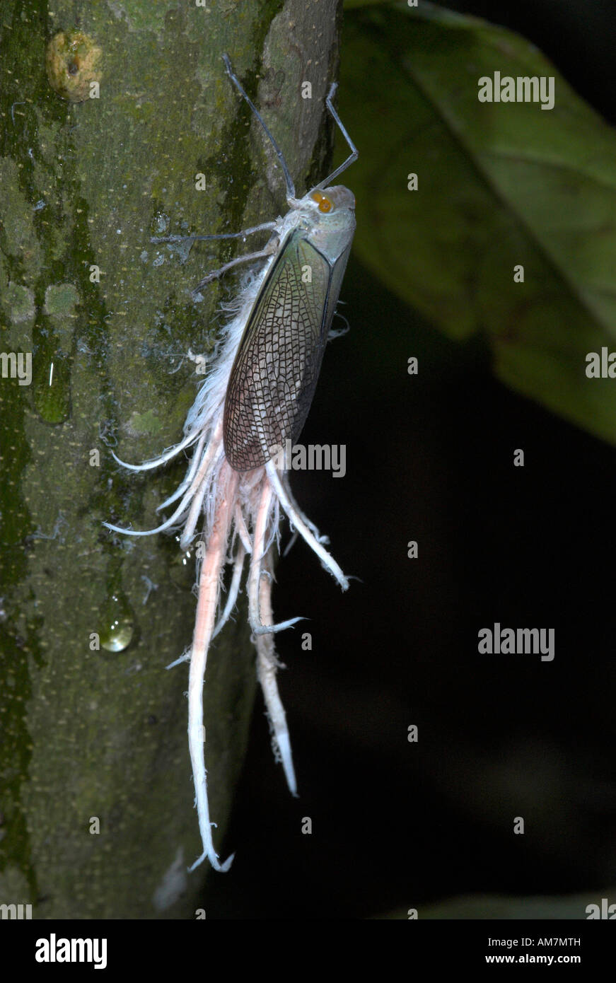 Planthopper behaviour hi-res stock photography and images - Alamy