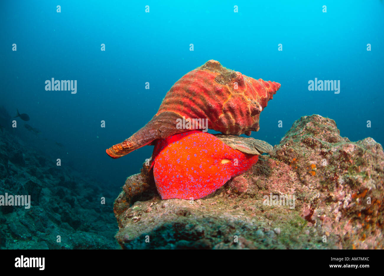 Red Snail, Galapagos Island, Ecuador Stock Photo - Alamy