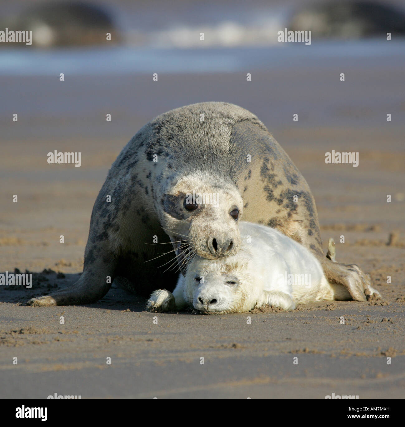 Protecting the seals hi-res stock photography and images - Alamy