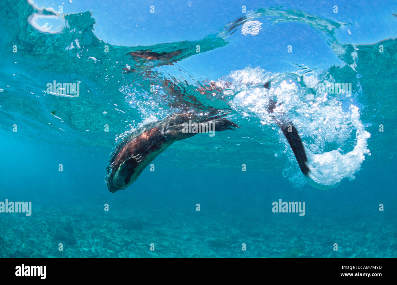 Iguanas islas de galapagos hi-res stock photography and images - Alamy