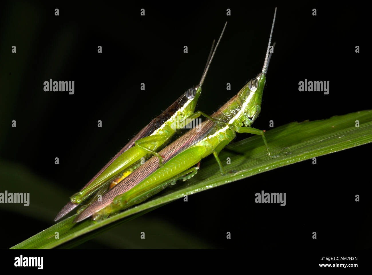 Prygomorph hi-res stock photography and images - Alamy