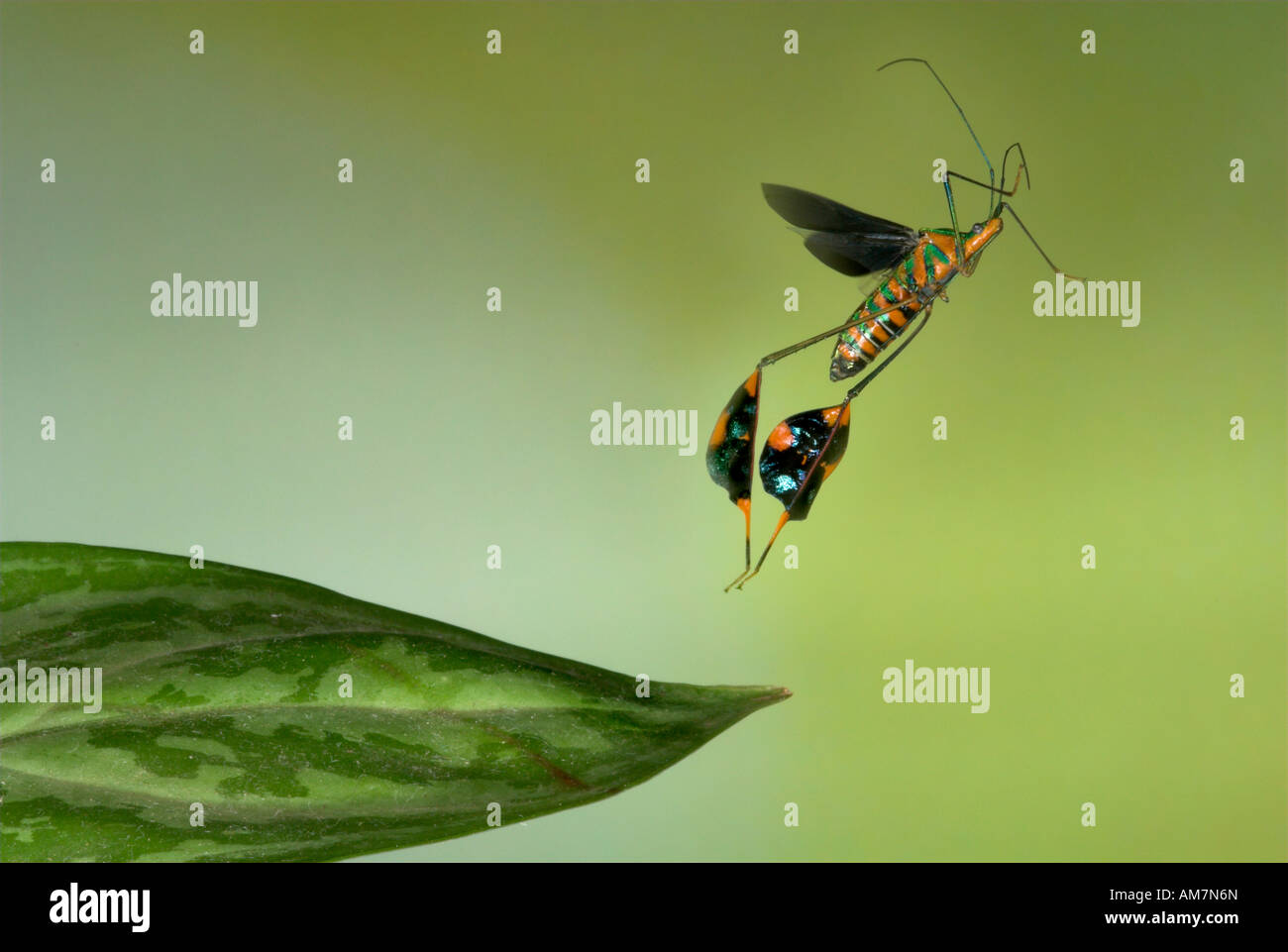 Flag Footed Bug Anisocelis flavolineata in flight Costa Rica Stock ...