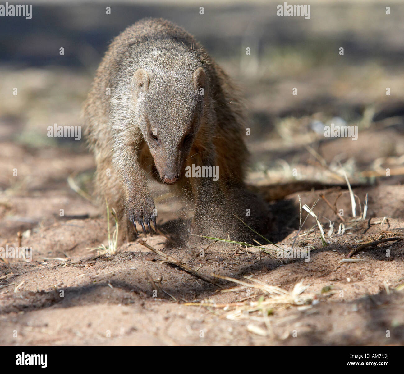 Banded Mongoose hunting for insects (Mungos mungo Stock Photo - Alamy
