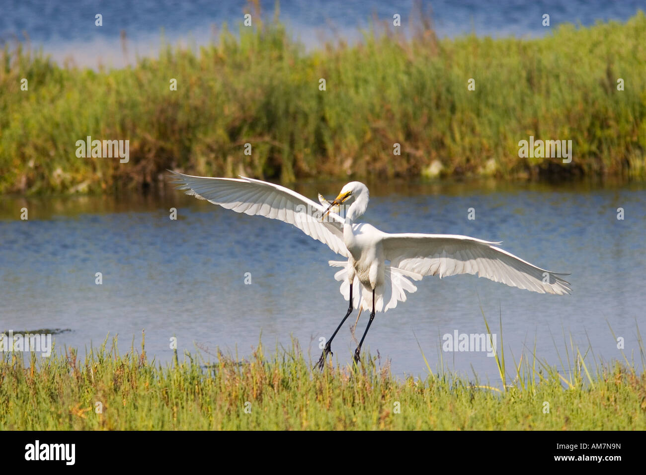 Fish landing location hi-res stock photography and images - Alamy