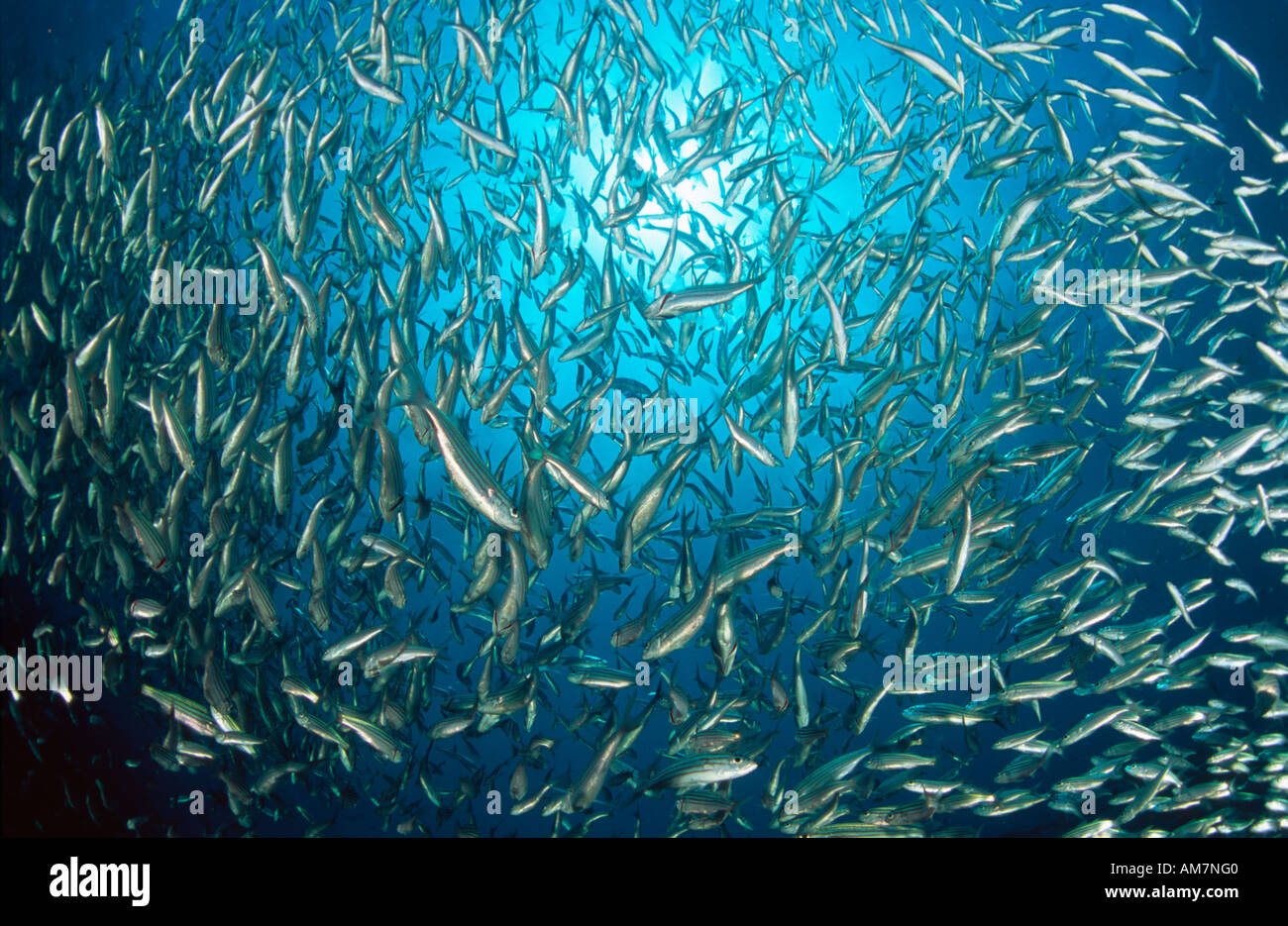 Fish Swarm, Galapagos Island, Ecuador, Pacific Stock Photo - Alamy