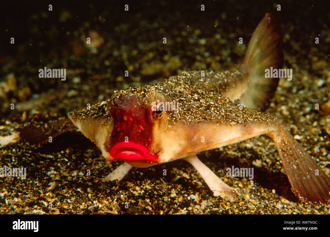 Longnose Batfish
