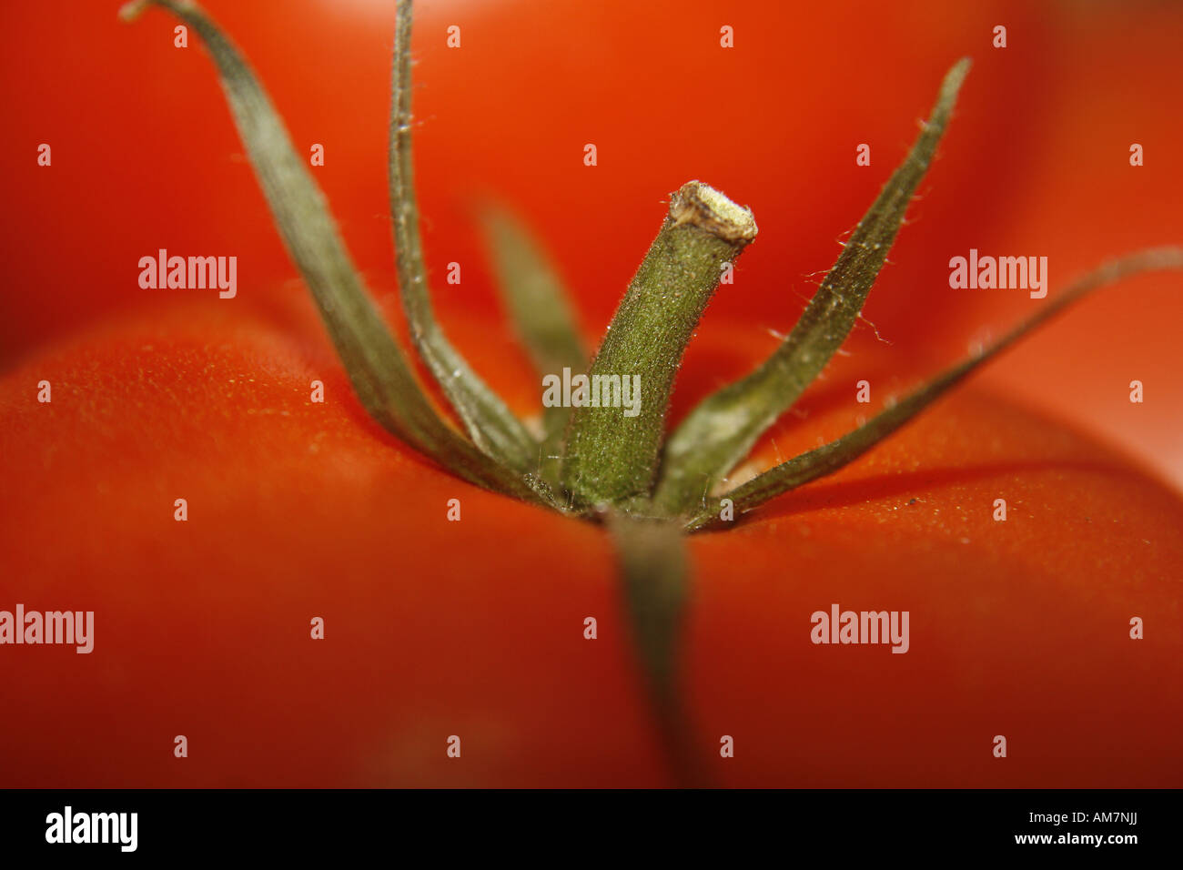 Stalk tomato hi-res stock photography and images - Alamy