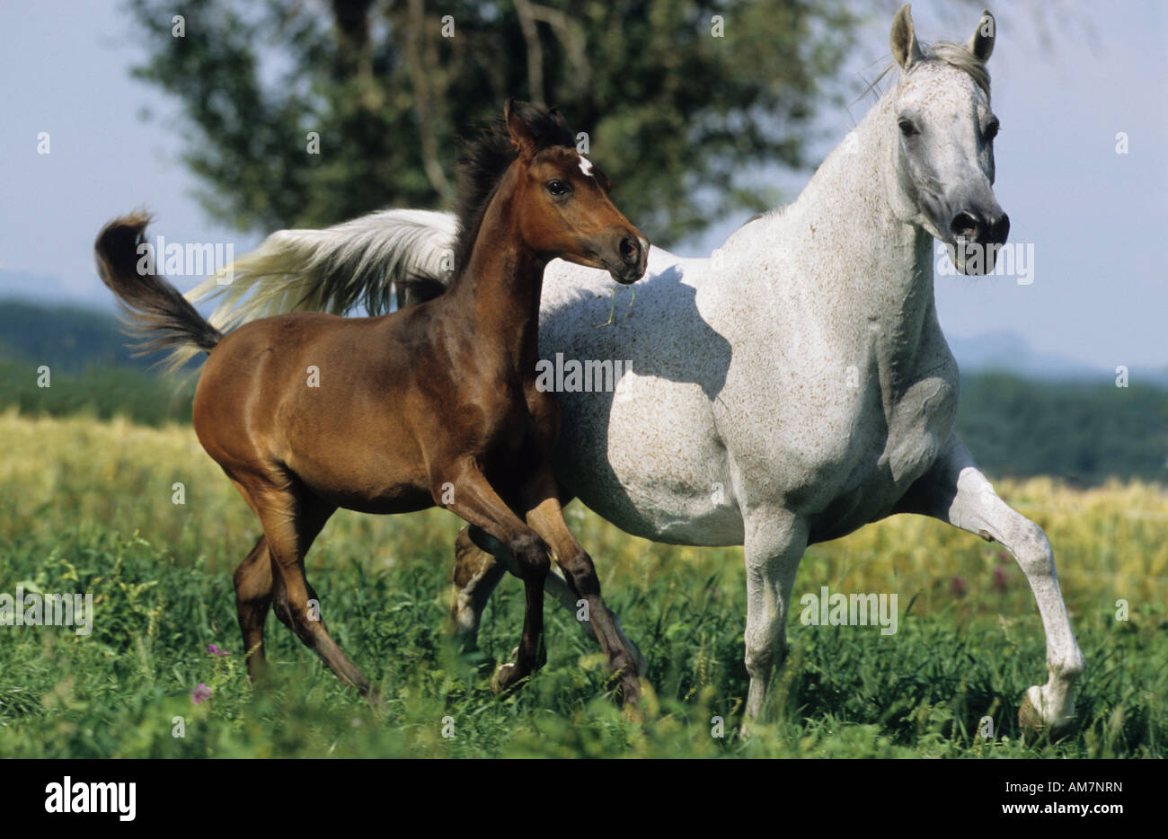 Arabian Horse (Equus caballus). Mare with foal in gallop in a meadow ...