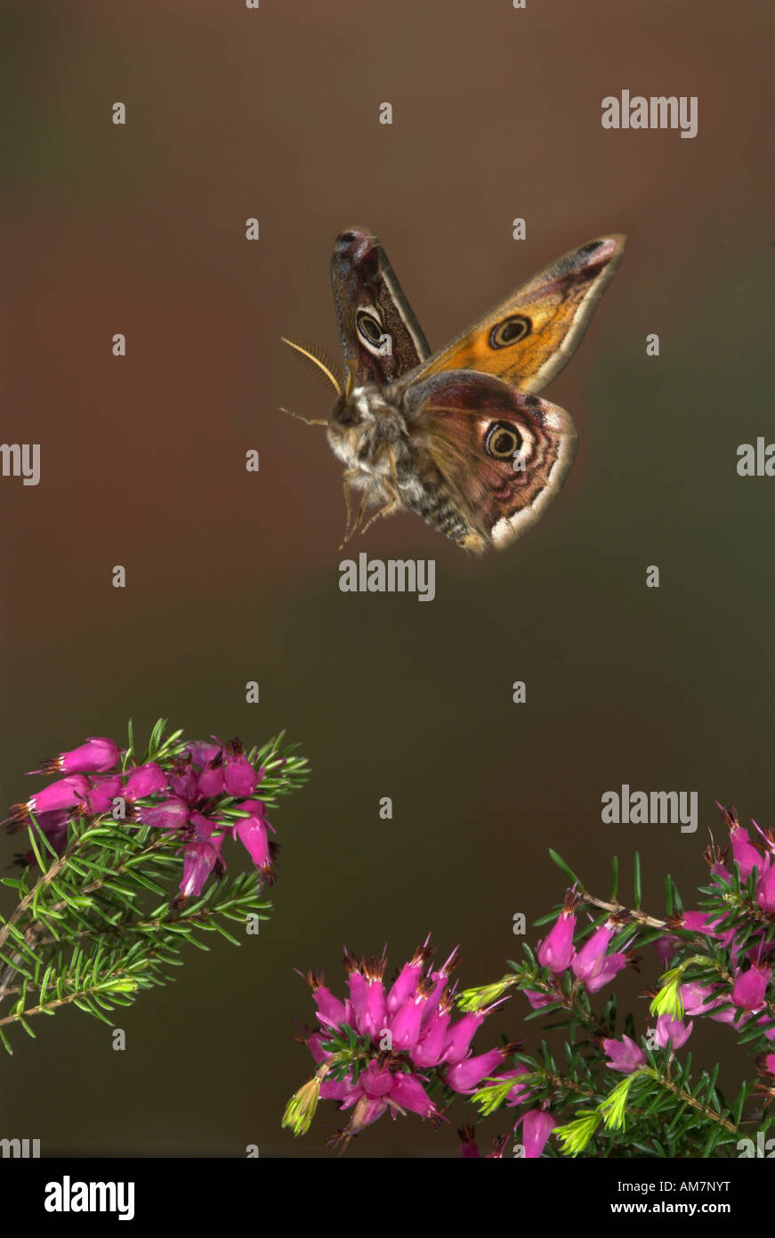 Emperor Moth Saturnia pavonia male in flight UK Stock Photo - Alamy