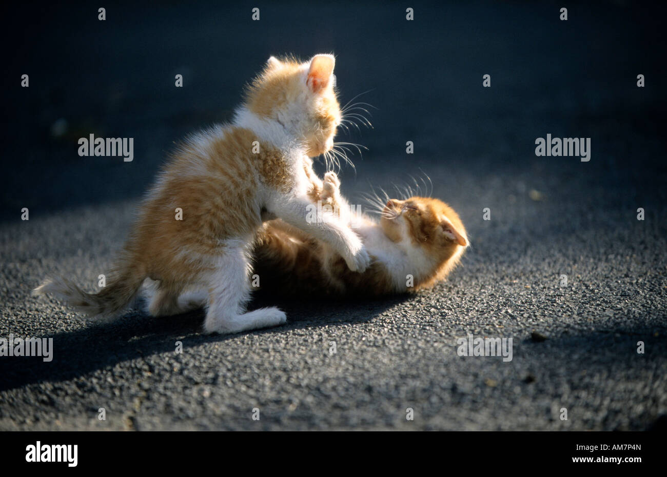 Domestic cat kitten playing Stock Photo - Alamy