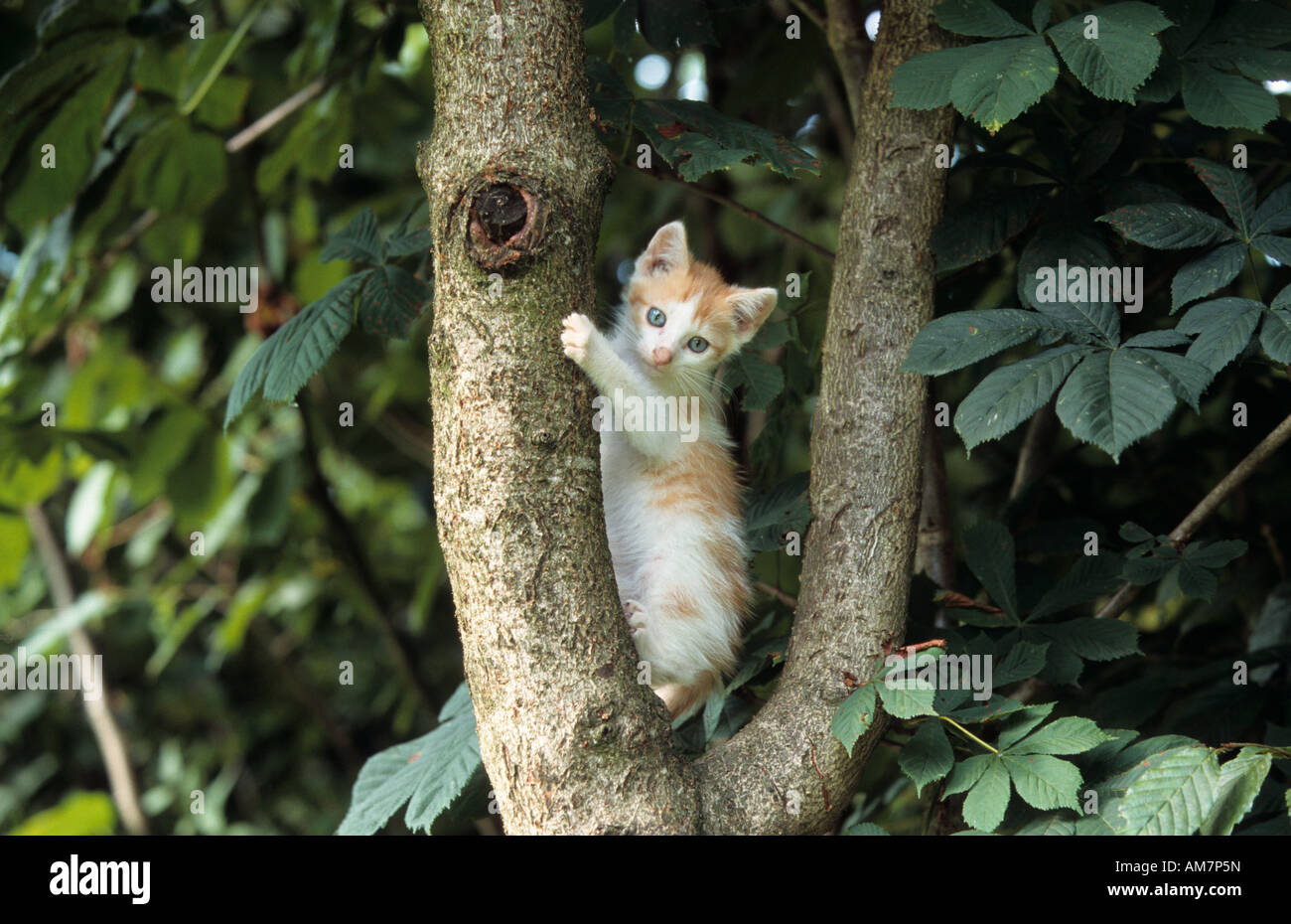 Young domestic cat climbing on tree Stock Photo - Alamy