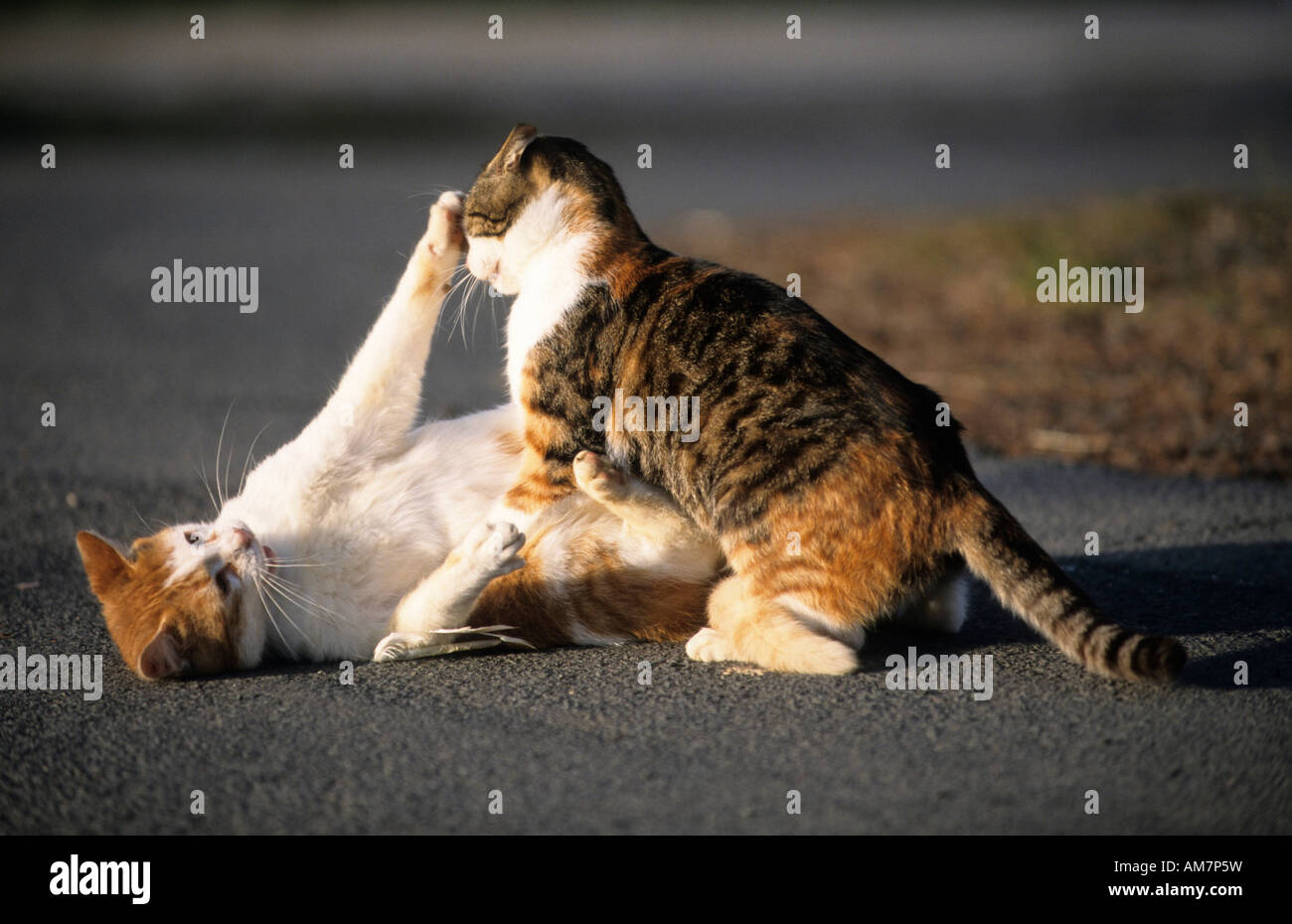 Domestic scrap hi-res stock photography and images - Alamy