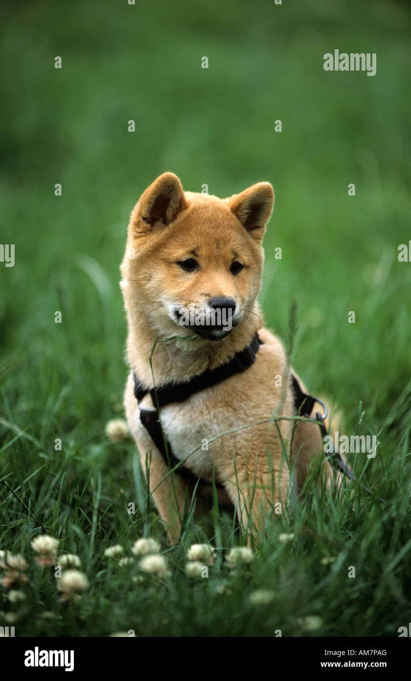 Shiba inu whelp sitting in grassland Stock Photo - Alamy