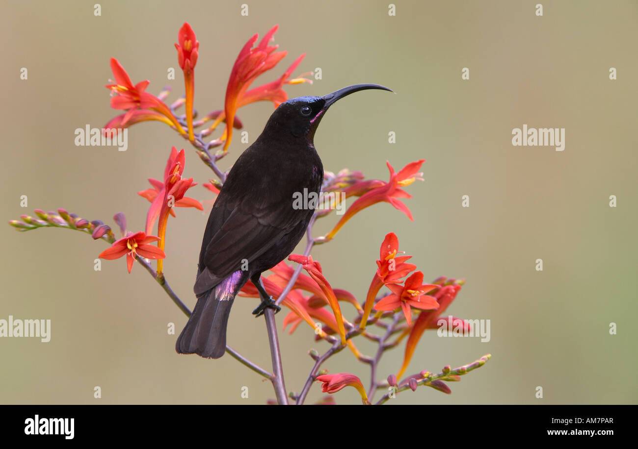 Amethyst Sunbird or African Black Sunbird (Chalcomitra amethystina ...