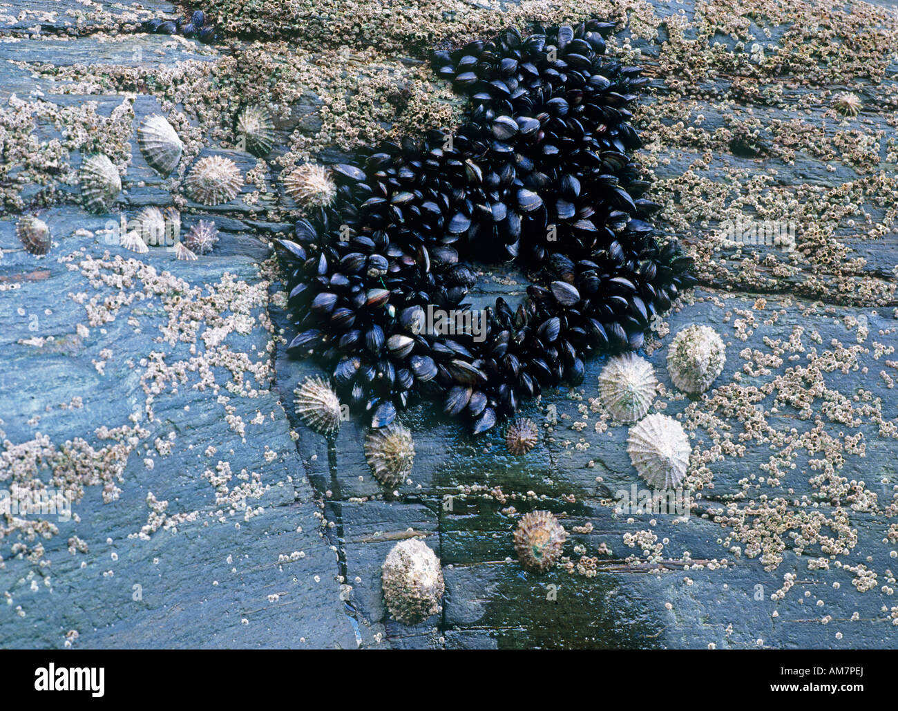 Mussels and limpets on a sea rock Stock Photo - Alamy