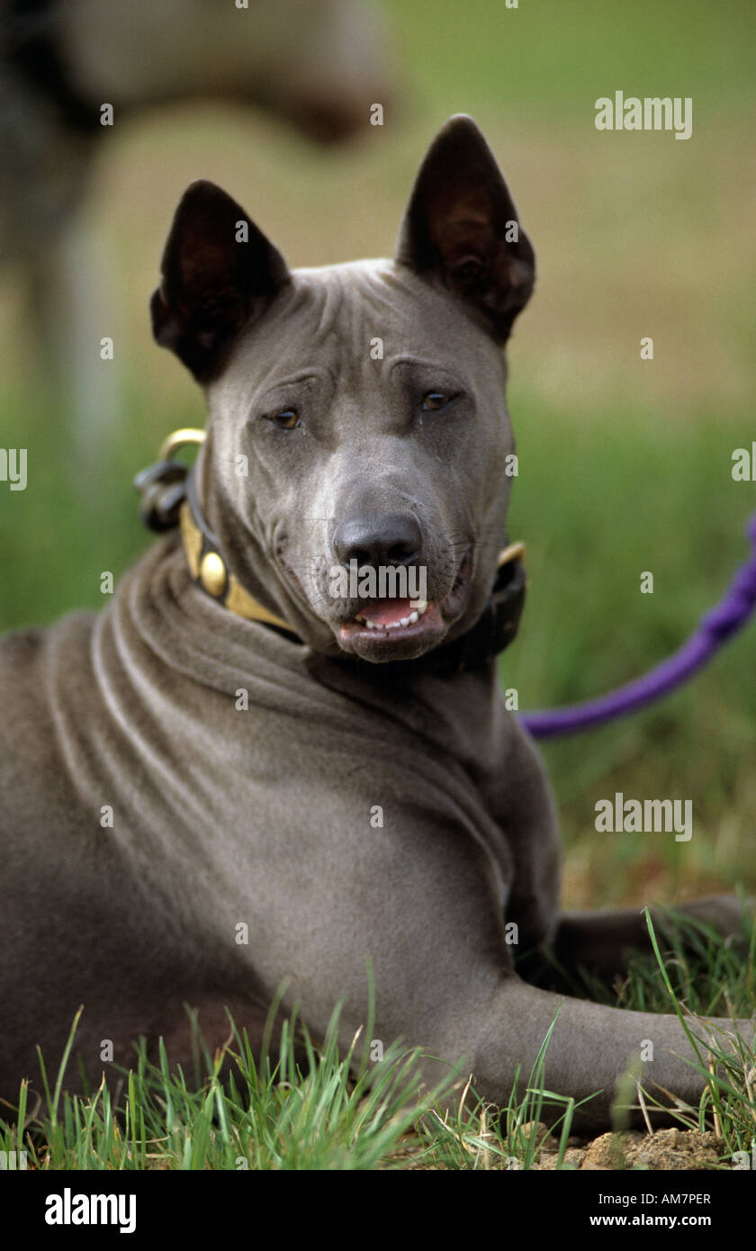 Thai Ridgeback lying in grassland Stock Photo - Alamy