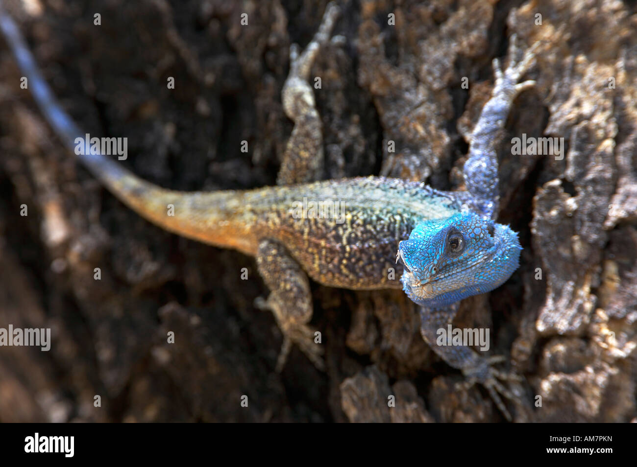 Blue-headed tree agama (Acanthocerus atricollis Stock Photo - Alamy
