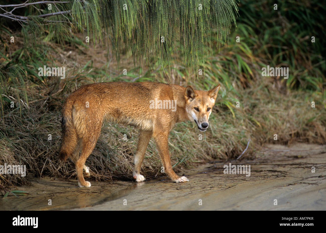 Dingo standing Australia Frazer Island, Queensland Stock Photo - Alamy