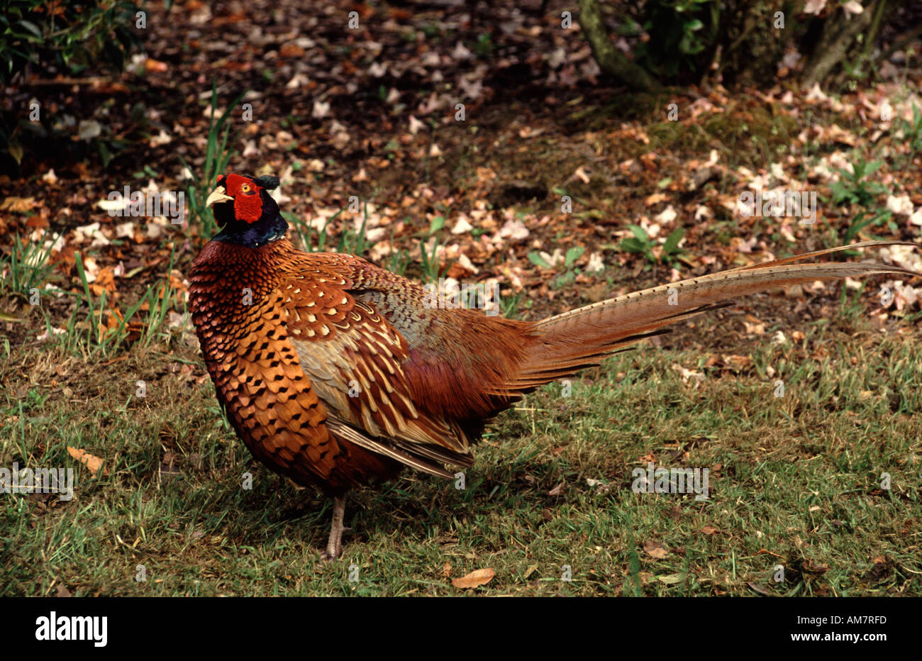 Cock Pheasant chrysolophus pictus Stock Photo - Alamy