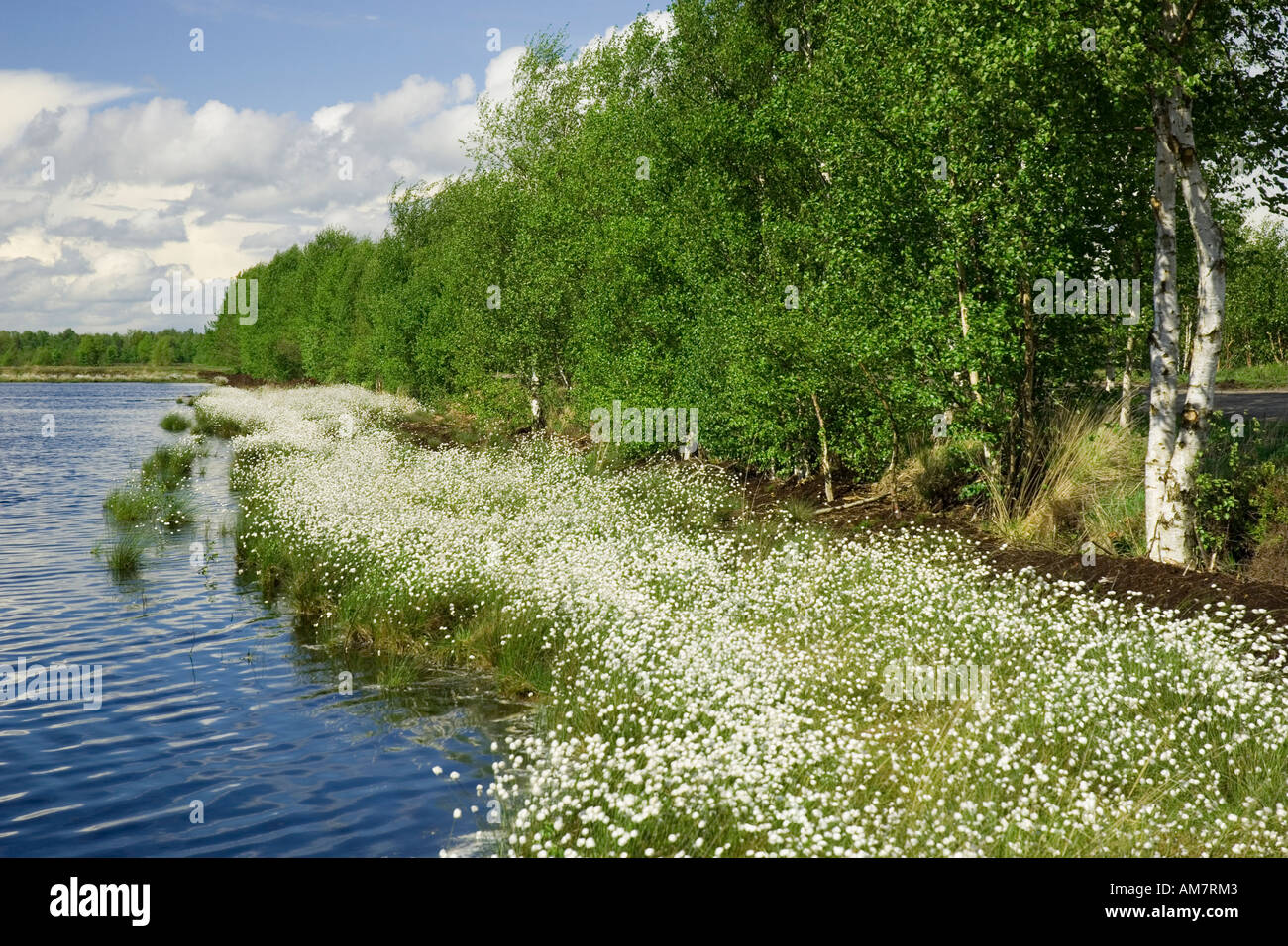 Spring Colours at the Goldenstedter Moor NP, North Germany Stock Photo ...