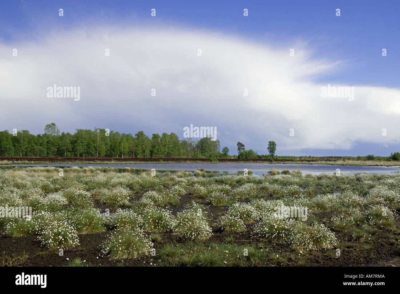 Spring Colours at the Goldenstedter Moor NP, North Germany Stock Photo ...