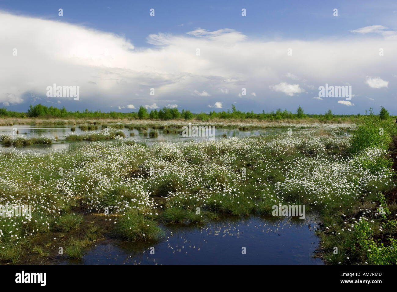 Spring Colours at the Goldenstedter Moor NP, North Germany Stock Photo ...